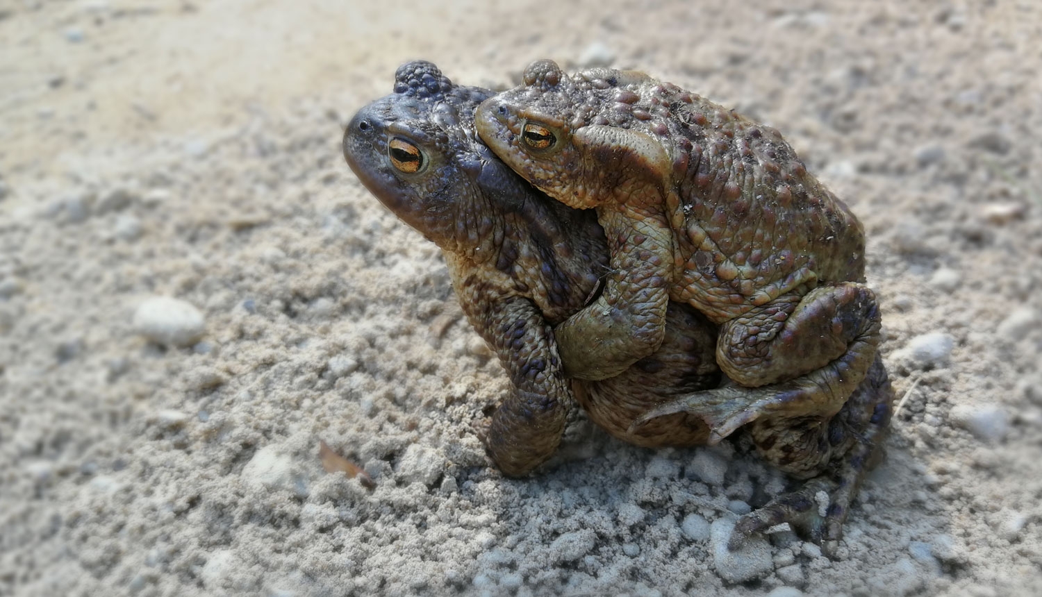 Pasākumā “Kur dzīvo krupju prinči un kāpēc tie jāglābj?” izglītos par ...